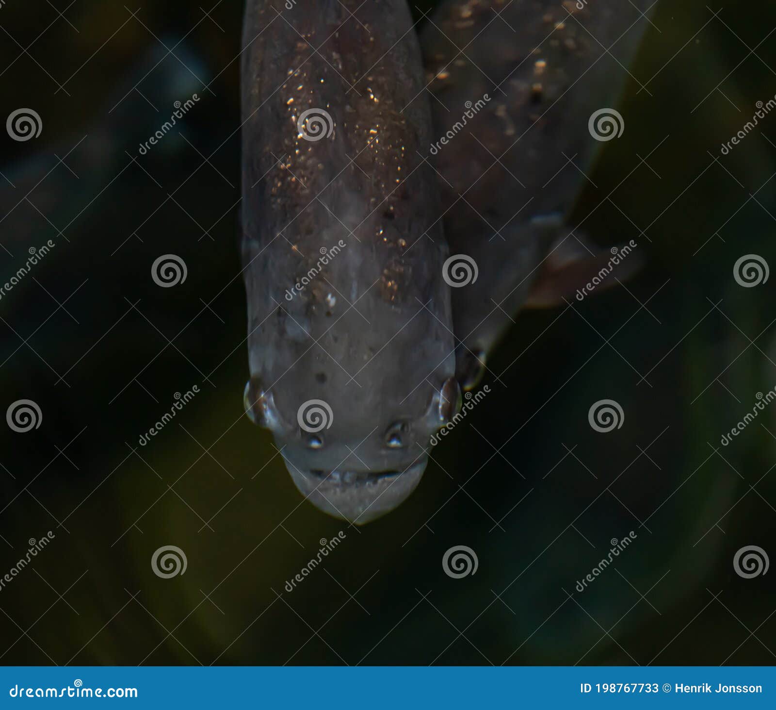 Piraya fish in the surface stock image. Image of underwater - 198767733