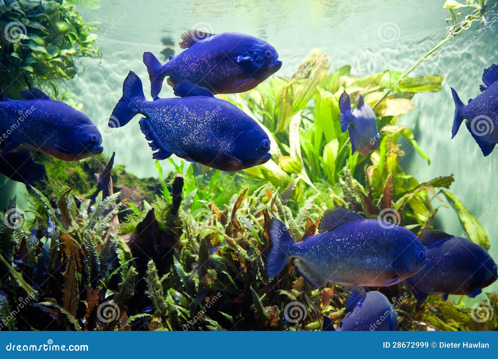 Piraya Piranha stock image. Image of decoration, multi - 28672999
