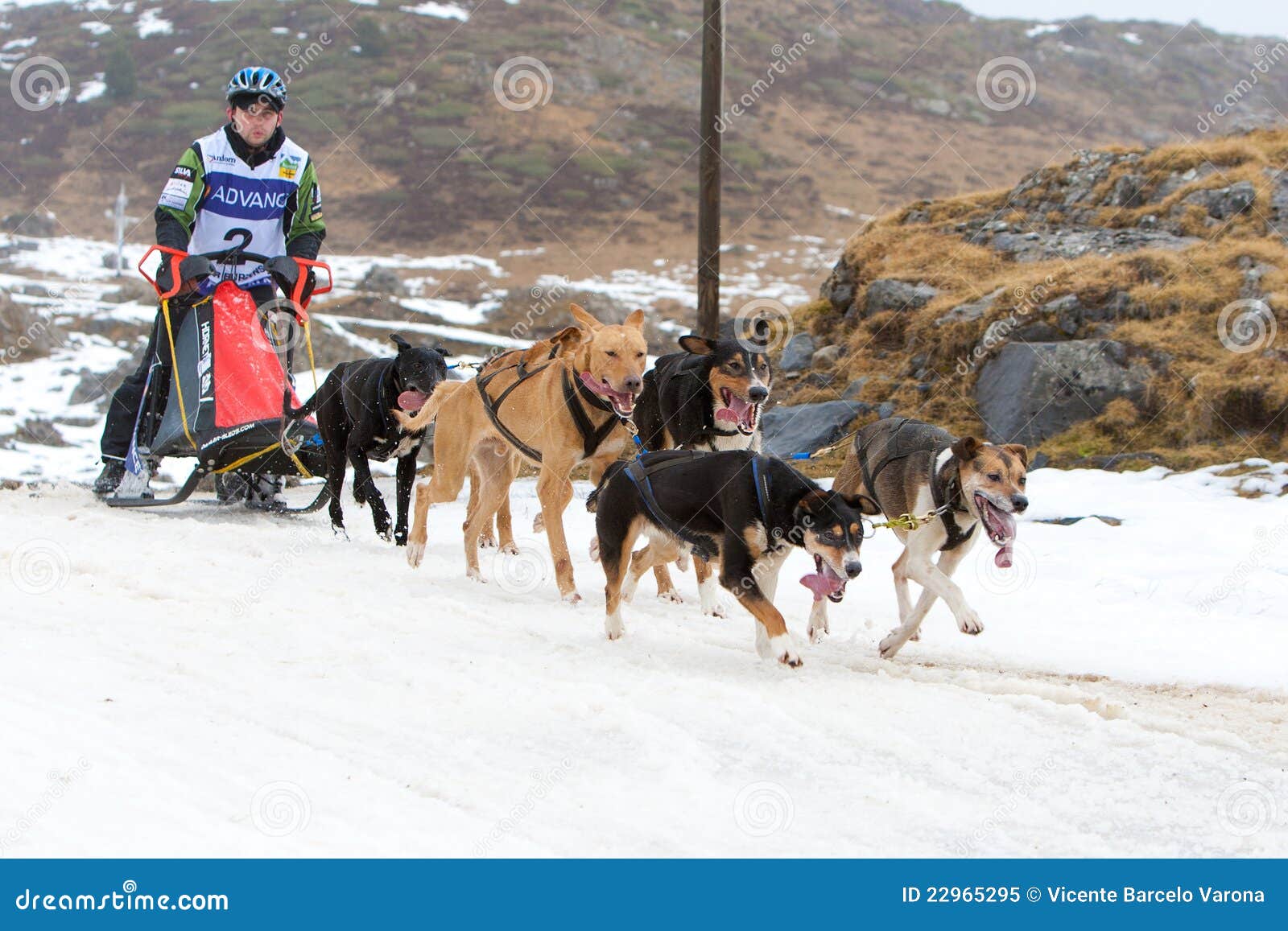 Pirena Advance 2012 Sleigh Race Editorial Image - Image of action ...