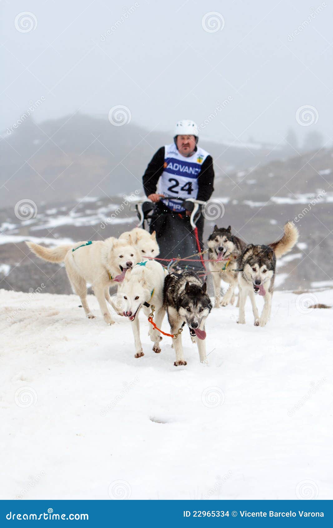 Pirena Advance 2012 Sleigh Race Editorial Stock Image - Image of breed ...