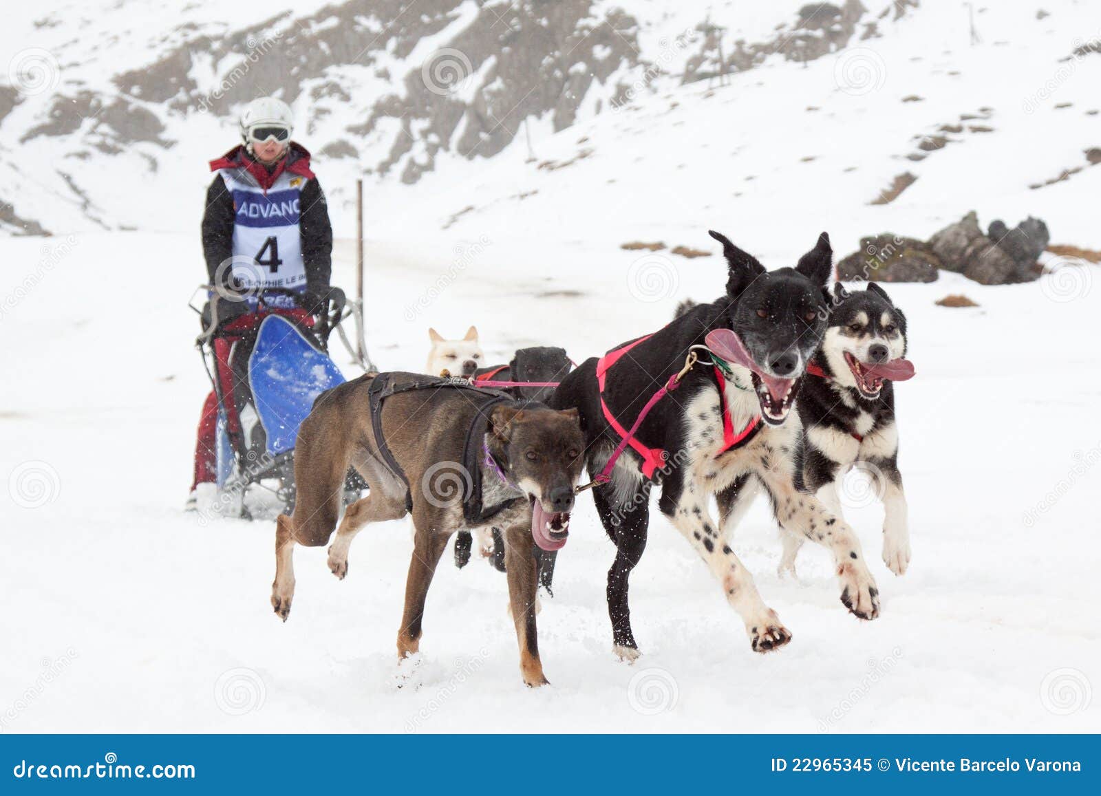 Pirena Advance 2012 Sleigh Race Editorial Image - Image of pyrenees ...
