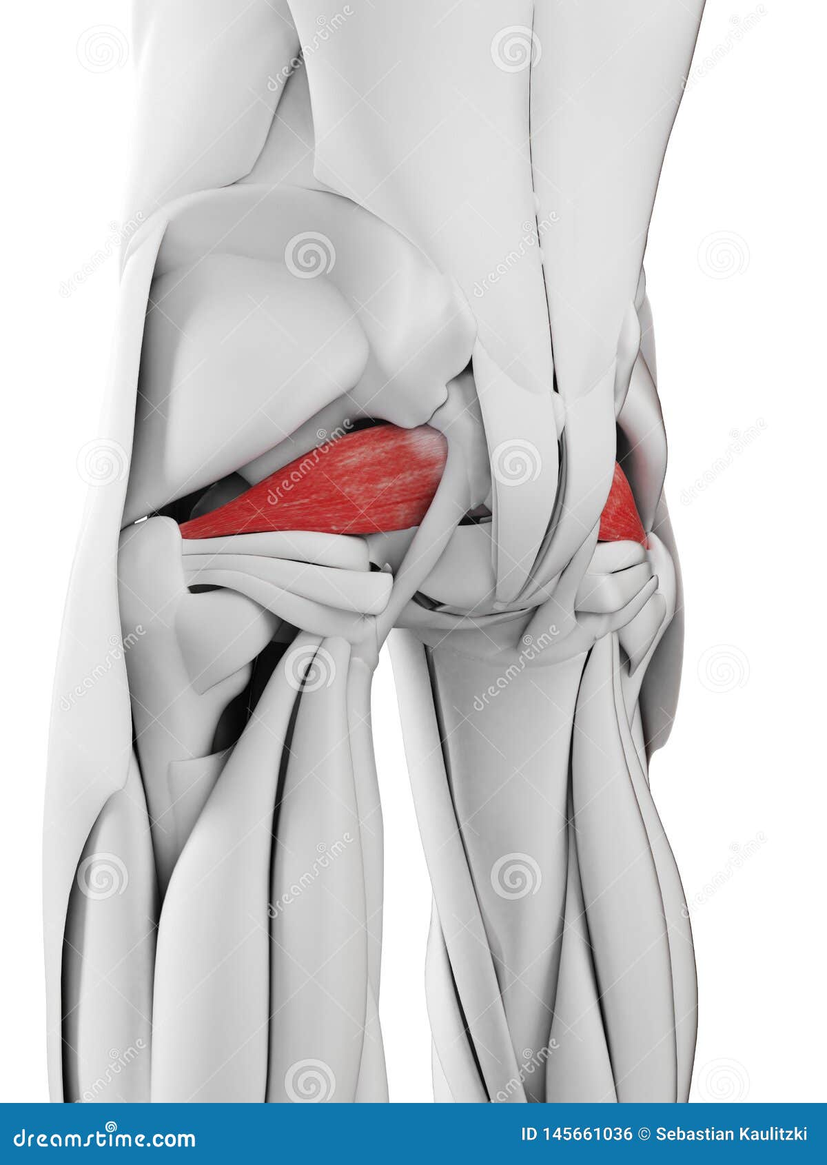The piriformis stock illustration. Illustration of body - 145661036
