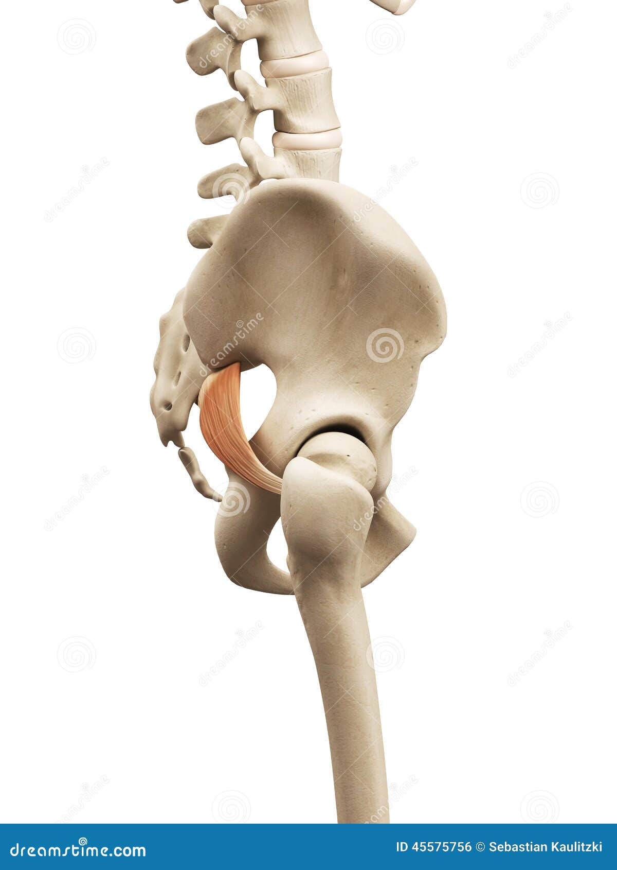 The piriformis stock illustration. Illustration of structure - 45575756