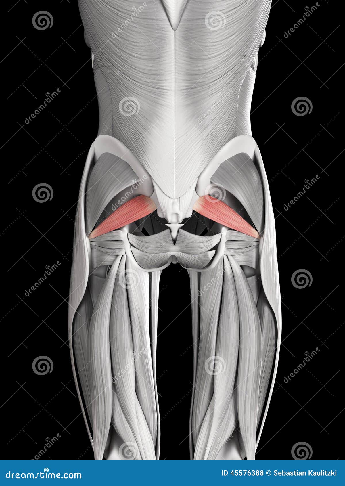 The piriformis stock illustration. Illustration of piriformis - 45576388