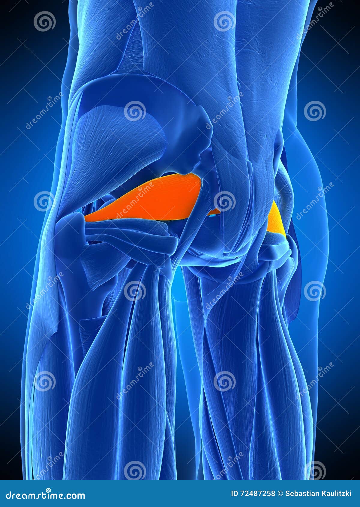 Human Piriformis Muscles On Skeleton Royalty-Free Illustration ...
