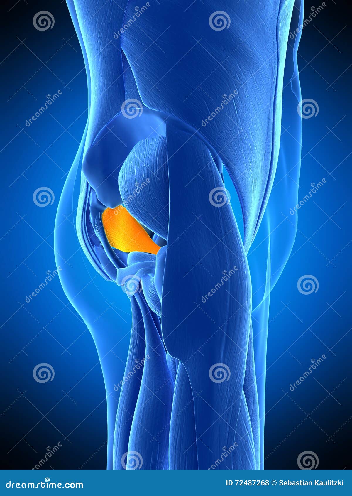 The piriformis stock illustration. Illustration of muscle - 72487268
