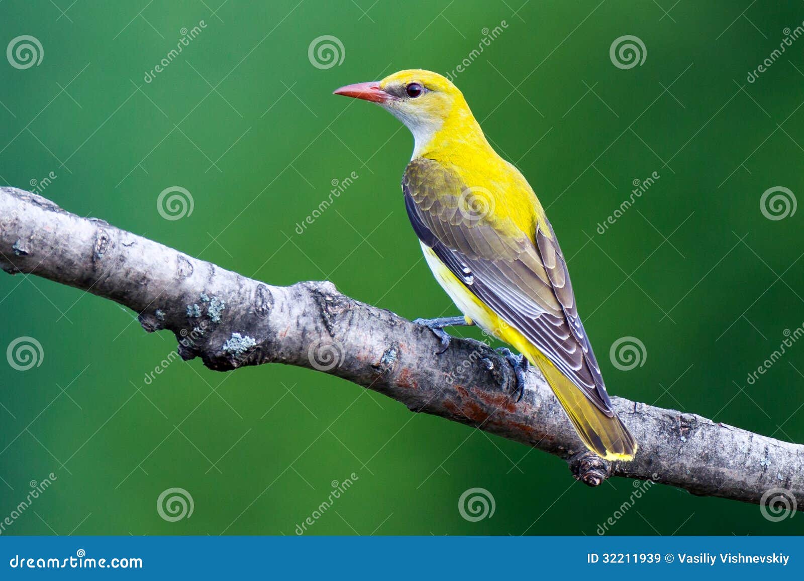 Pirol stockbild. Bild von wildnis, baum, nave, sitzung - 32211939