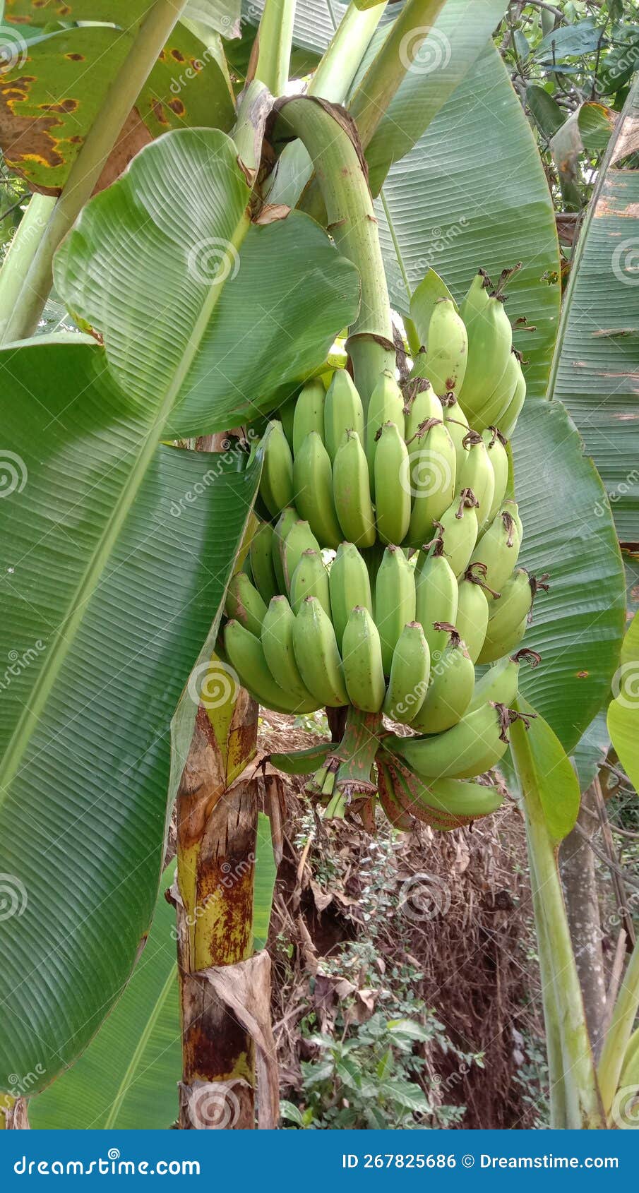 Pisang Raja stock photo. Image of manis, garden, shrub - 267825686