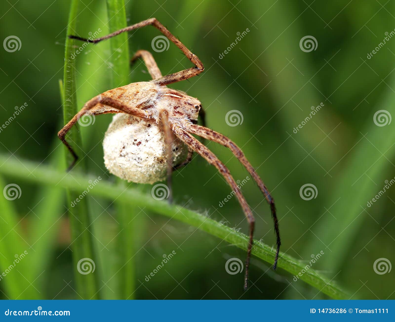 Pisaura mirabilis stock photo. Image of female, nature - 14736286