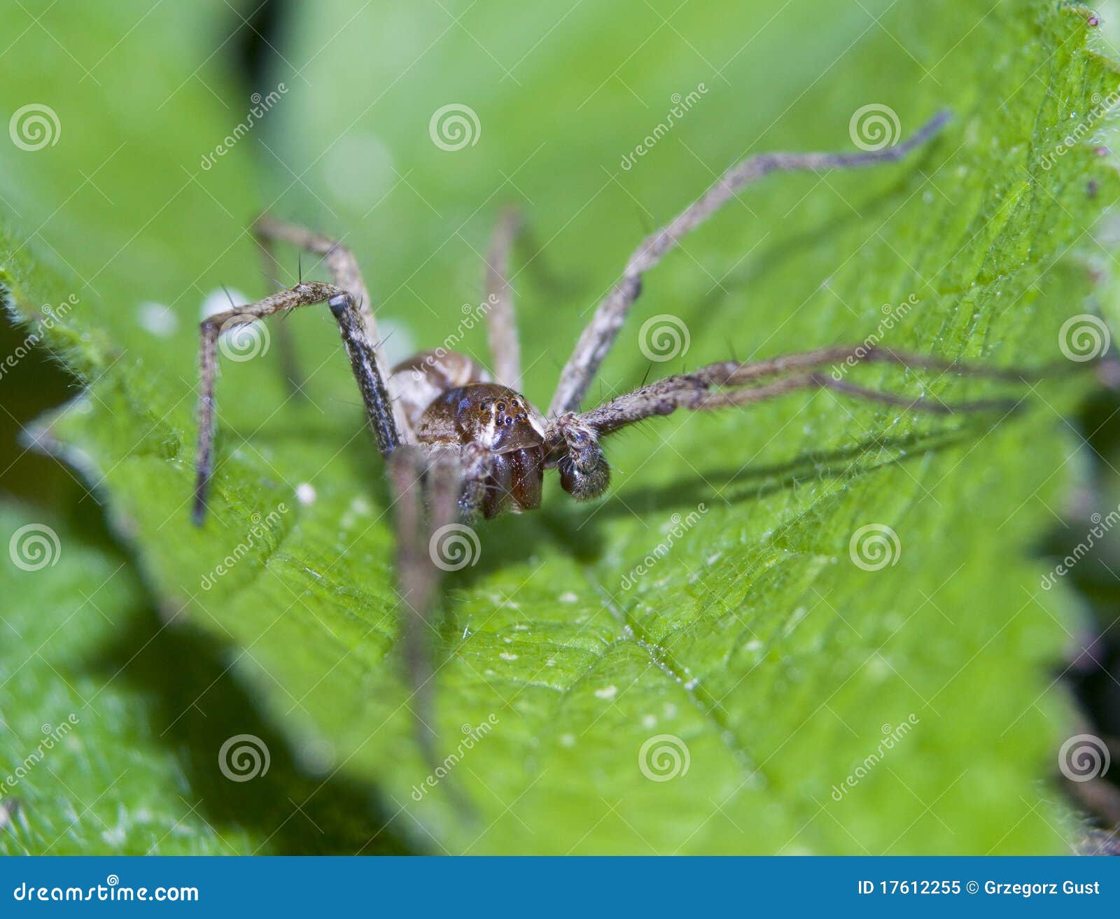 Pisaura mirabilis stock image. Image of wildlife, araneae - 17612255