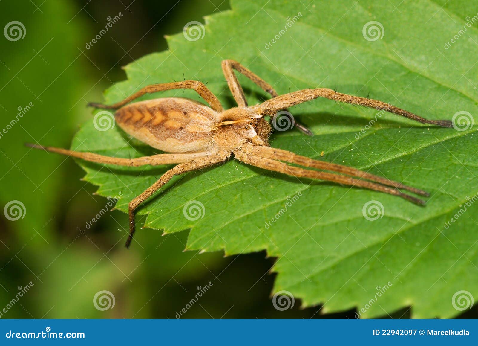 Pisaura mirabilis stock image. Image of insect, long - 22942097