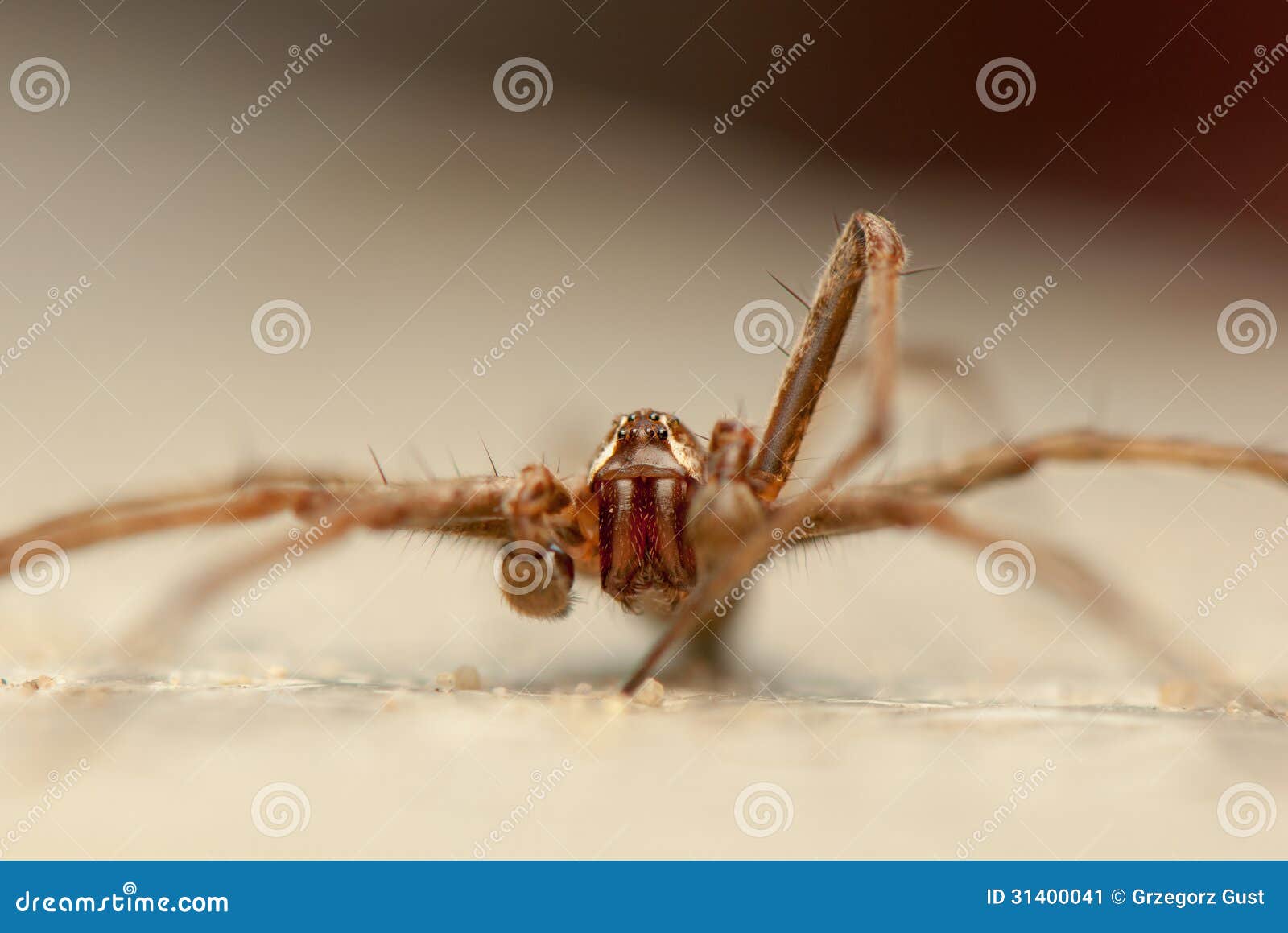 Pisaura mirabilis stock image. Image of nurserywebspider - 31400041