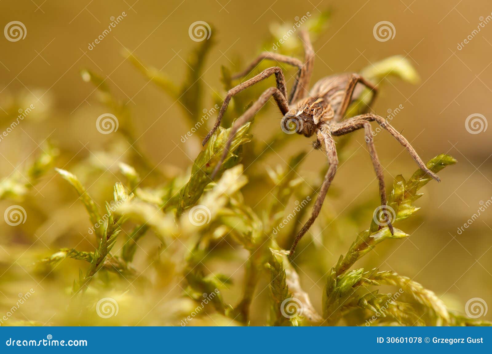 Pisaura mirabilis stock photo. Image of mirabilis, invertebrate - 30601078