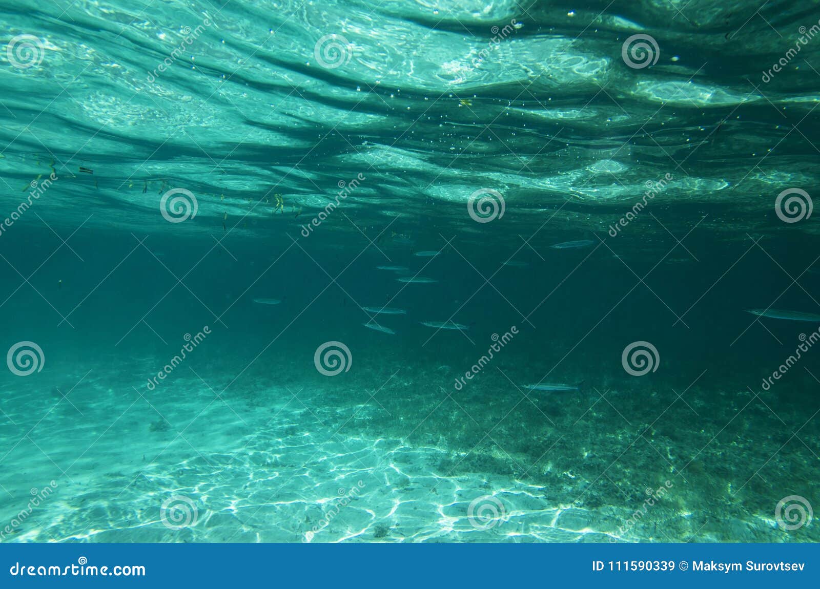 Pisces Sargan in the Water Column Stock Image - Image of marine, nature ...