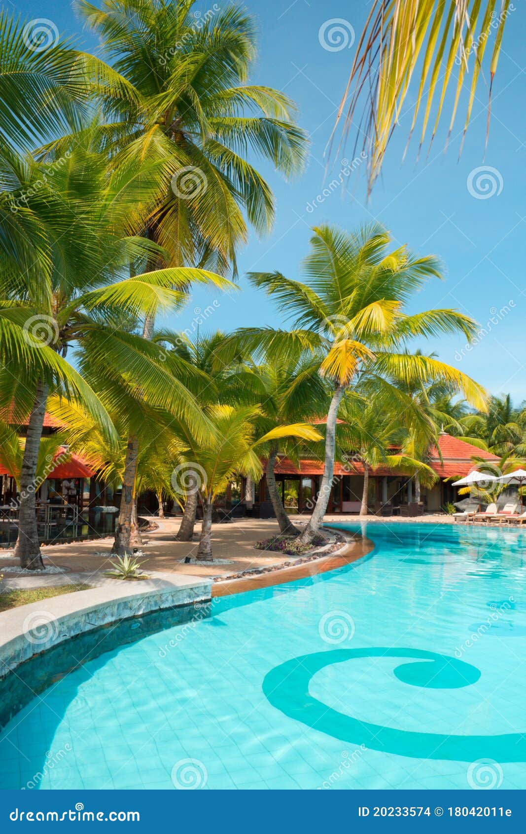 Piscina Con Las Palmeras Del Coco Foto de archivo - Imagen de asoleado ...
