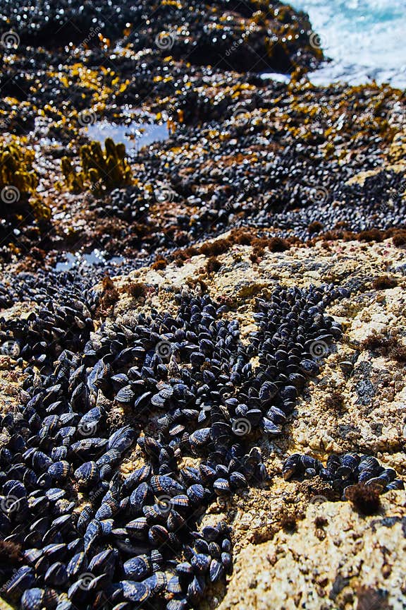 Piscina De Marea De La Costa Oeste Cubierta De Miles De Mejillones Foto ... Piscina De Marea De La Costa Oeste Cubierta De Miles De Mejillones Foto ...