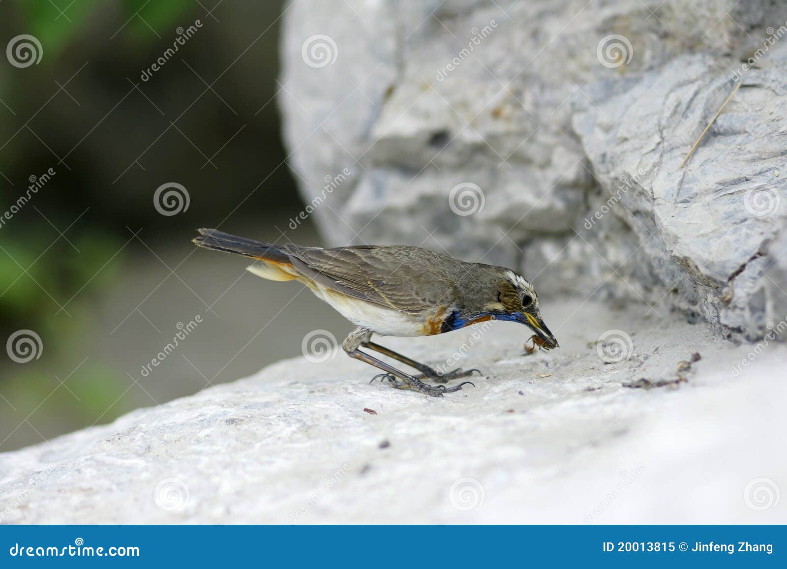 Pisco De Peito Azul (svecica Do Luscinia) Imagem de Stock - Imagem de ...