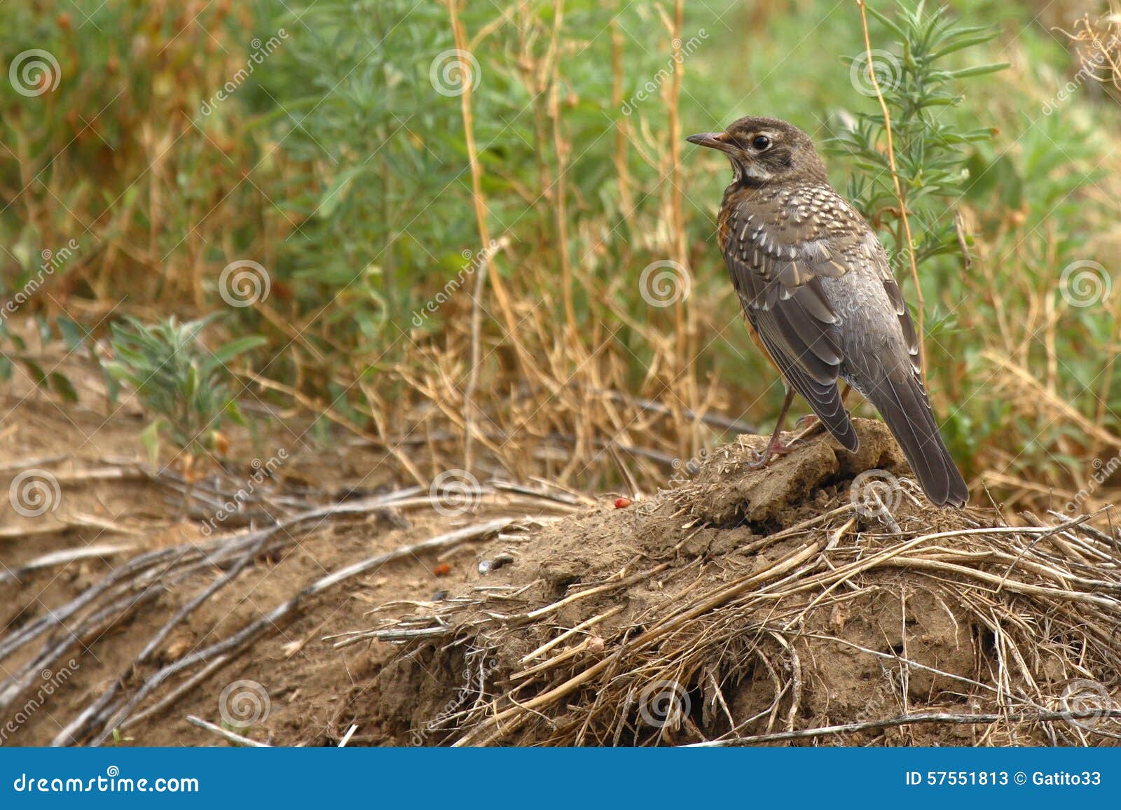 Pisco De Peito Vermelho Americano Juvenil Imagem de Stock - Imagem de ...