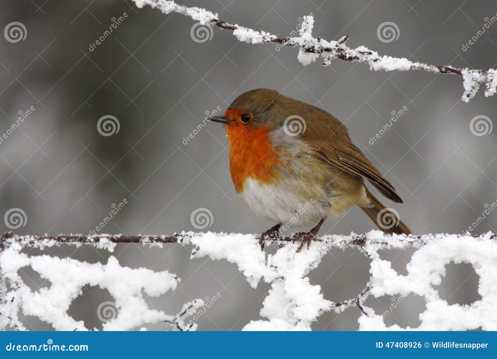 Pisco De Peito Vermelho - Rubecula Do Erithacus Foto de Stock - Imagem ...