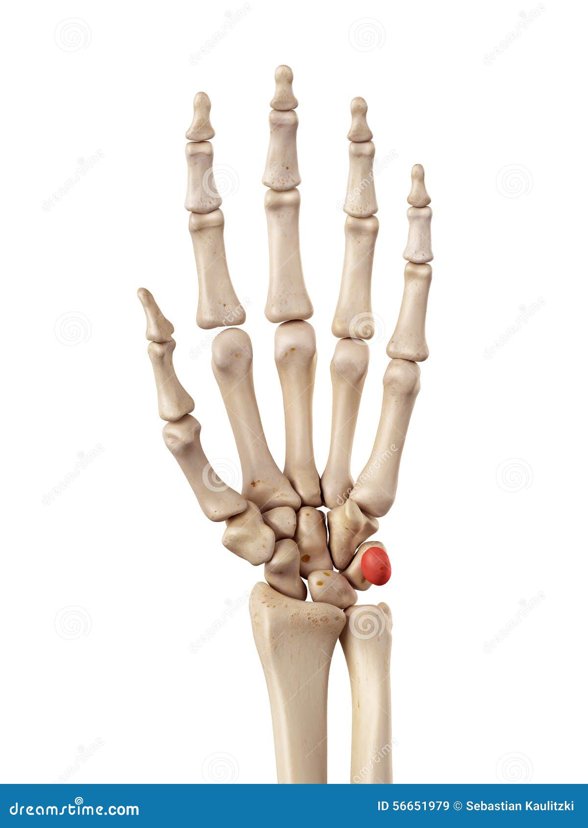 The Pisiform Bone Stock Illustration - Image: 56651979