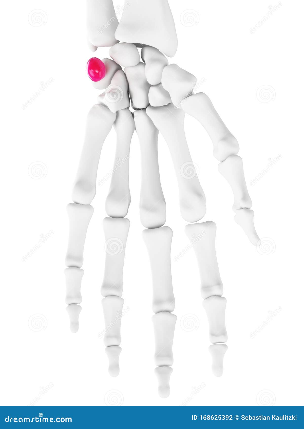 The pisiform stock illustration. Illustration of pisiform - 168625392