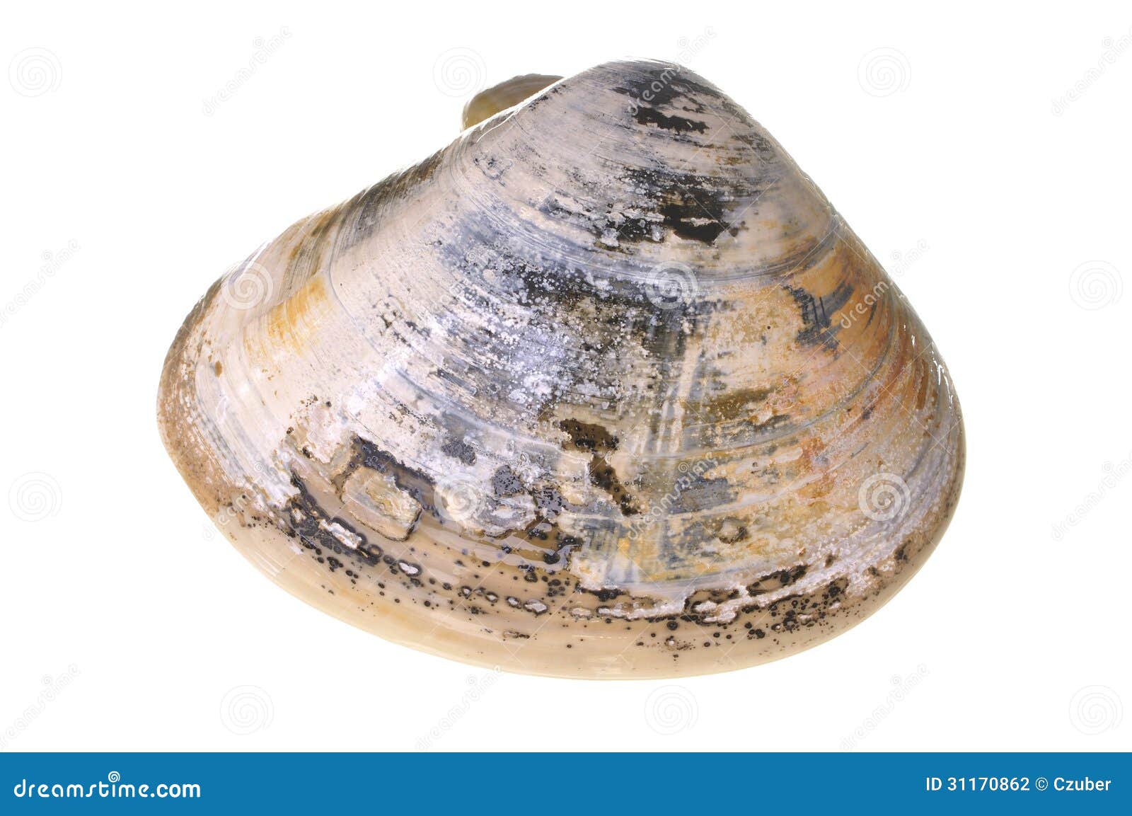 Tivela Stultorum Stock Photos - Free & Royalty-Free Stock Photos from ...