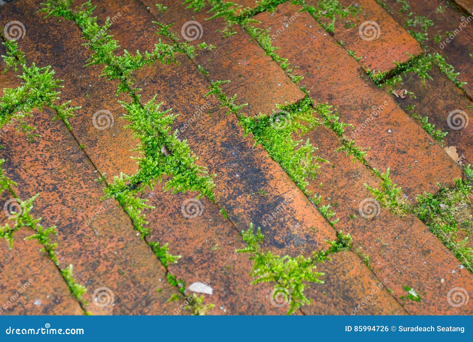 Piso Del Bloque De Cemento Con El Musgo Verde Foto de archivo - Imagen ...