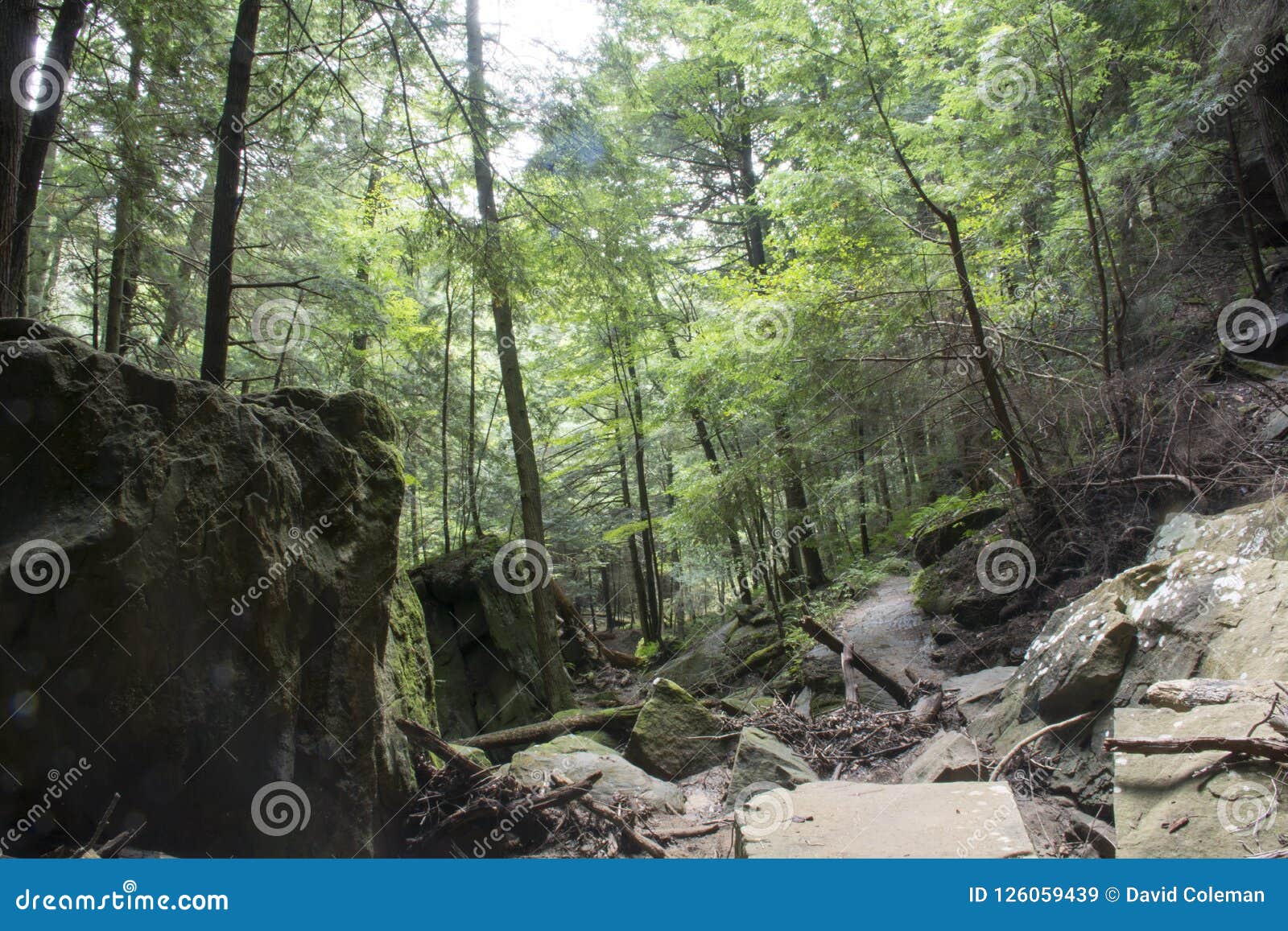 Piso rocoso del bosque imagen de archivo. Imagen de cubo - 126059439