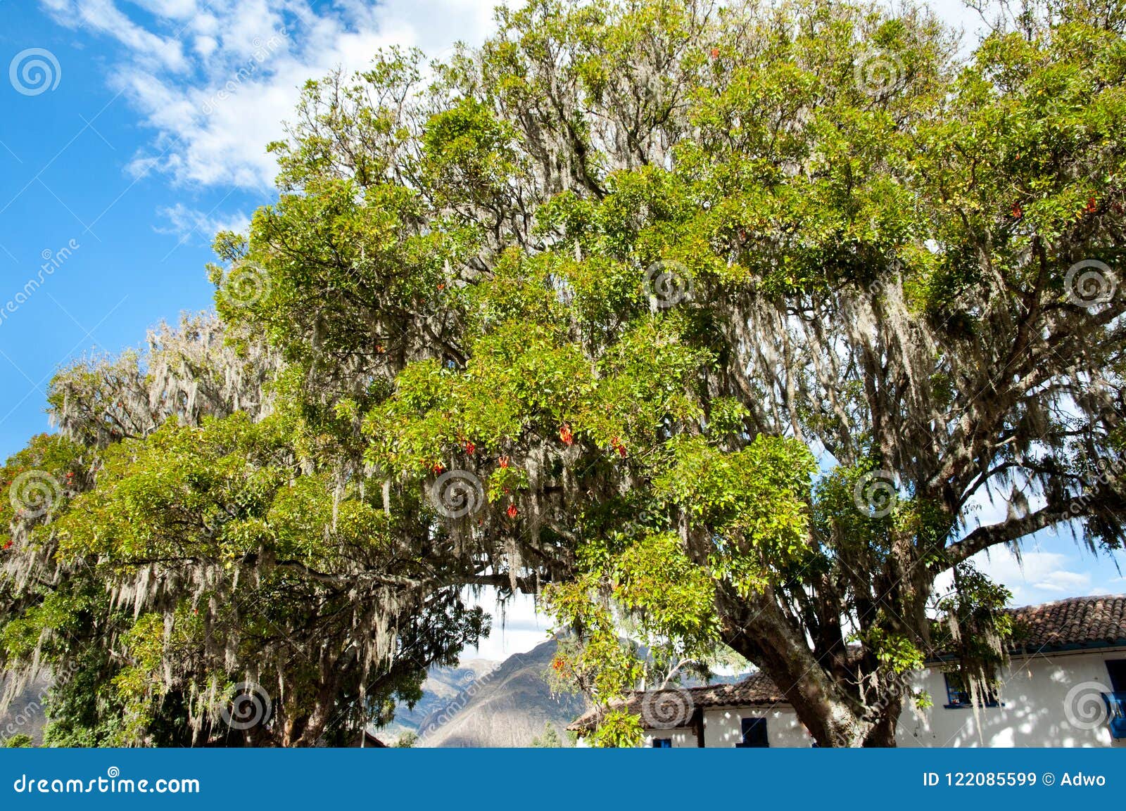 Pisonay Tree Stock Photos - Free & Royalty-Free Stock Photos from ...