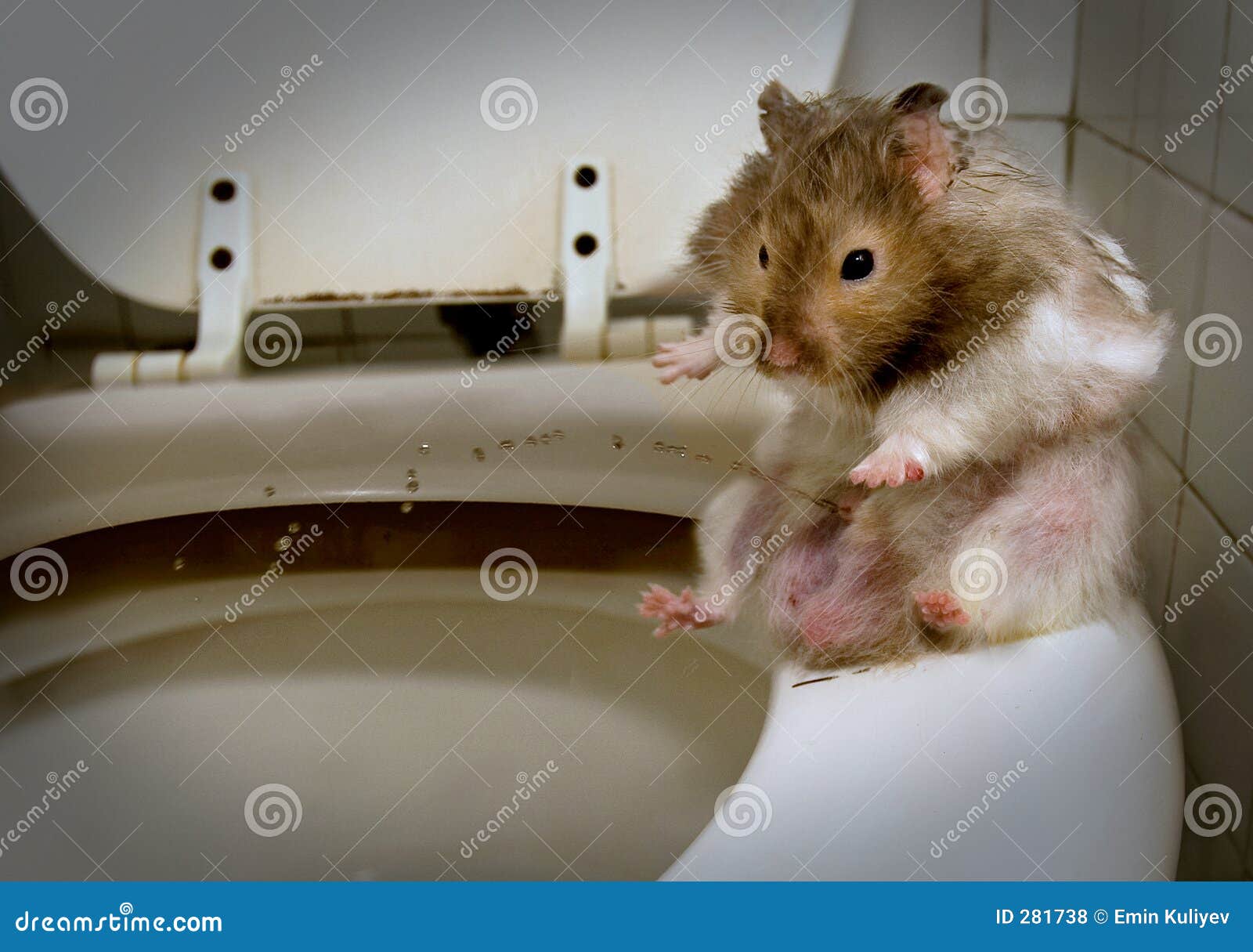 Pissant La Souris - Hamster Photo stock - Image du toilette, bathroom ...