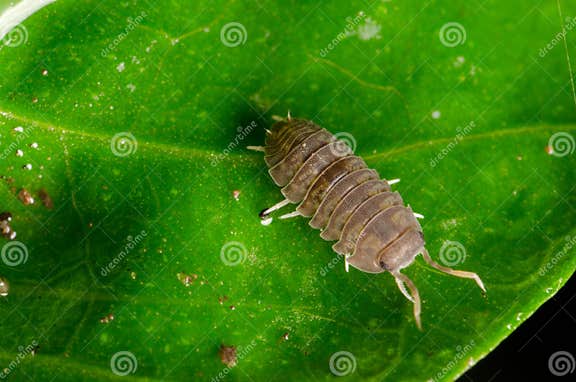 Pissebed stock afbeelding. Image of sluit, installatie - 20648529