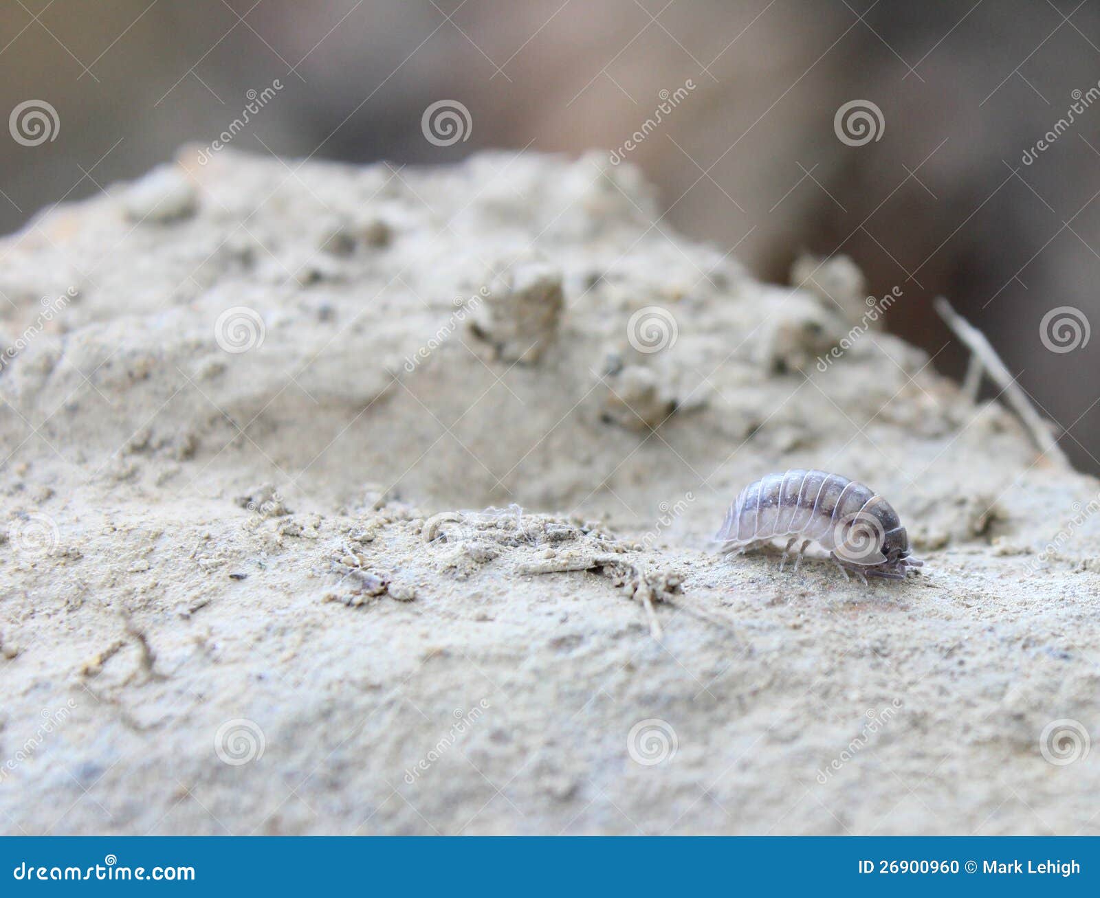 Pissebed stock foto. Image of portret, schepsel, insect - 26900960