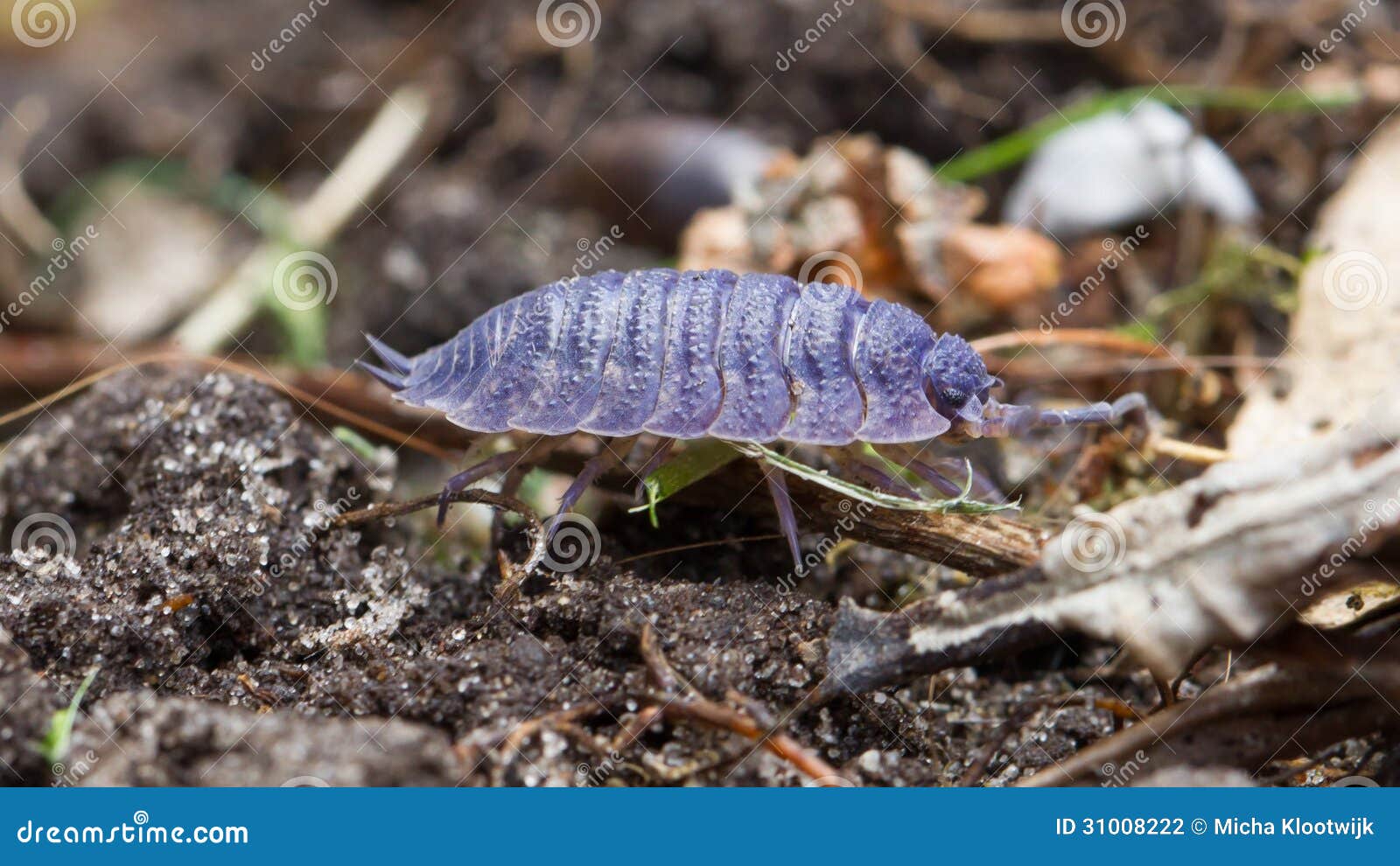 Pissebed het lopen stock foto. Image of insect, doodlepel - 31008222