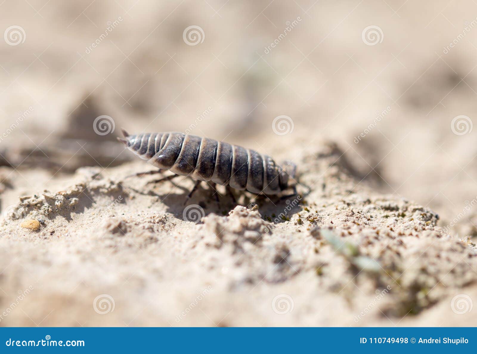 Pissebed Op Droge Grond Macro Stock Foto - Image of wild, insect: 110749498