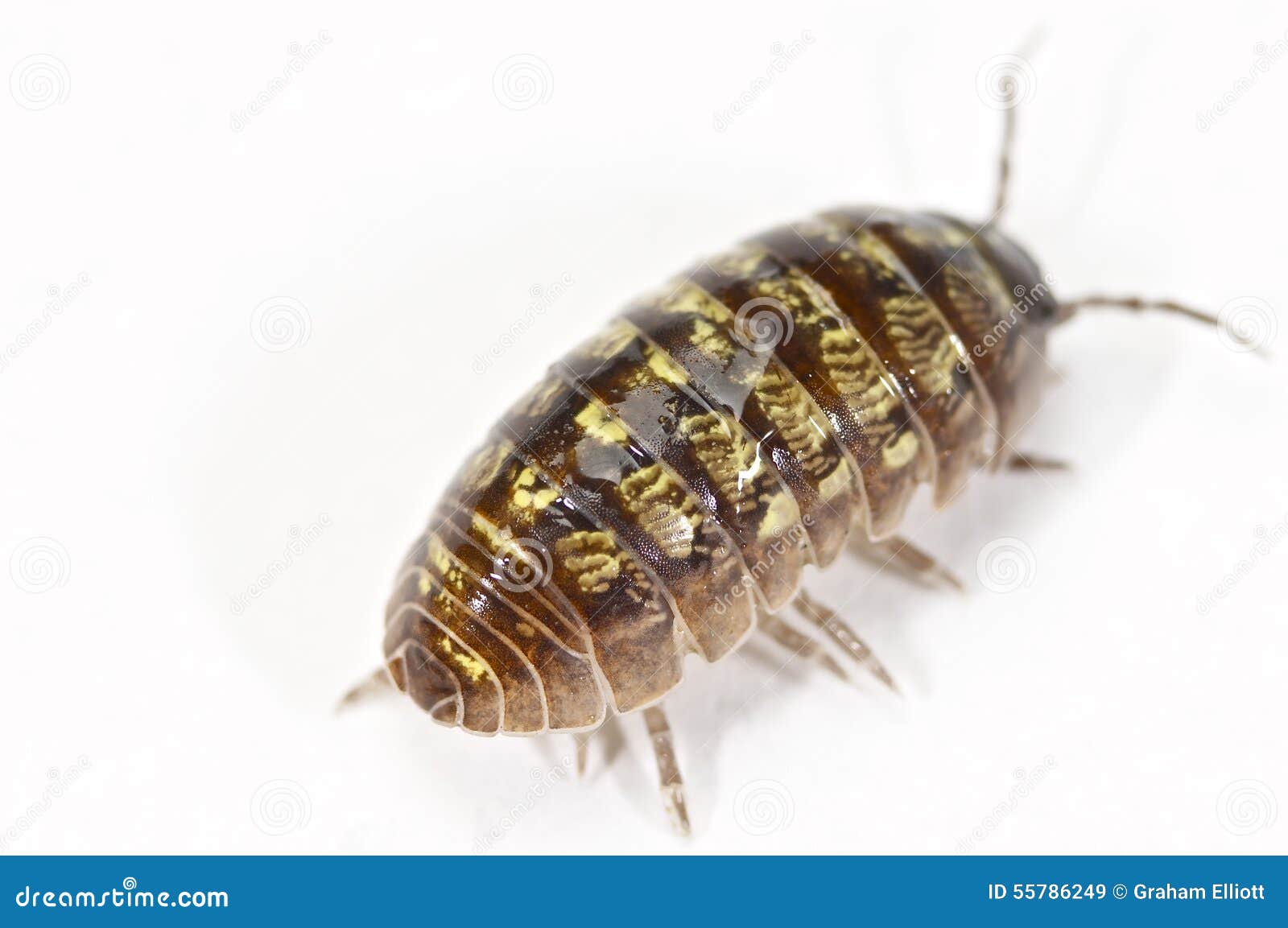 Pissebed in Wit Wordt Geïsoleerd Dat Stock Afbeelding - Image of ...