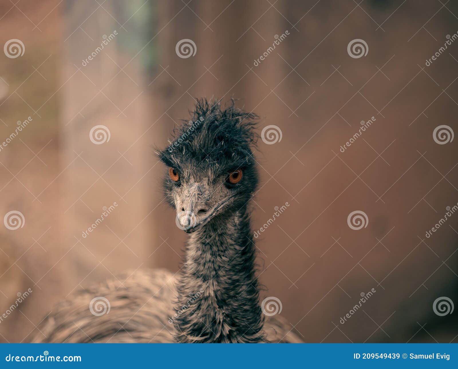 A off emu stock image. Image of world, angry - 209549439