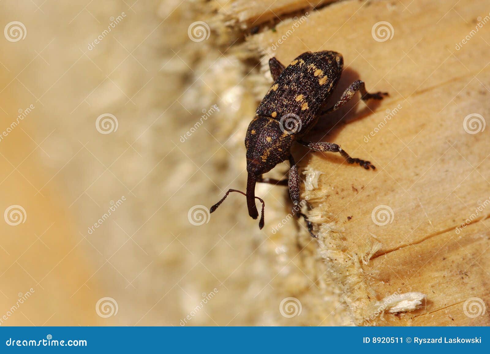 Pissodes beetle stock image. Image of macro, borer, head - 8920511
