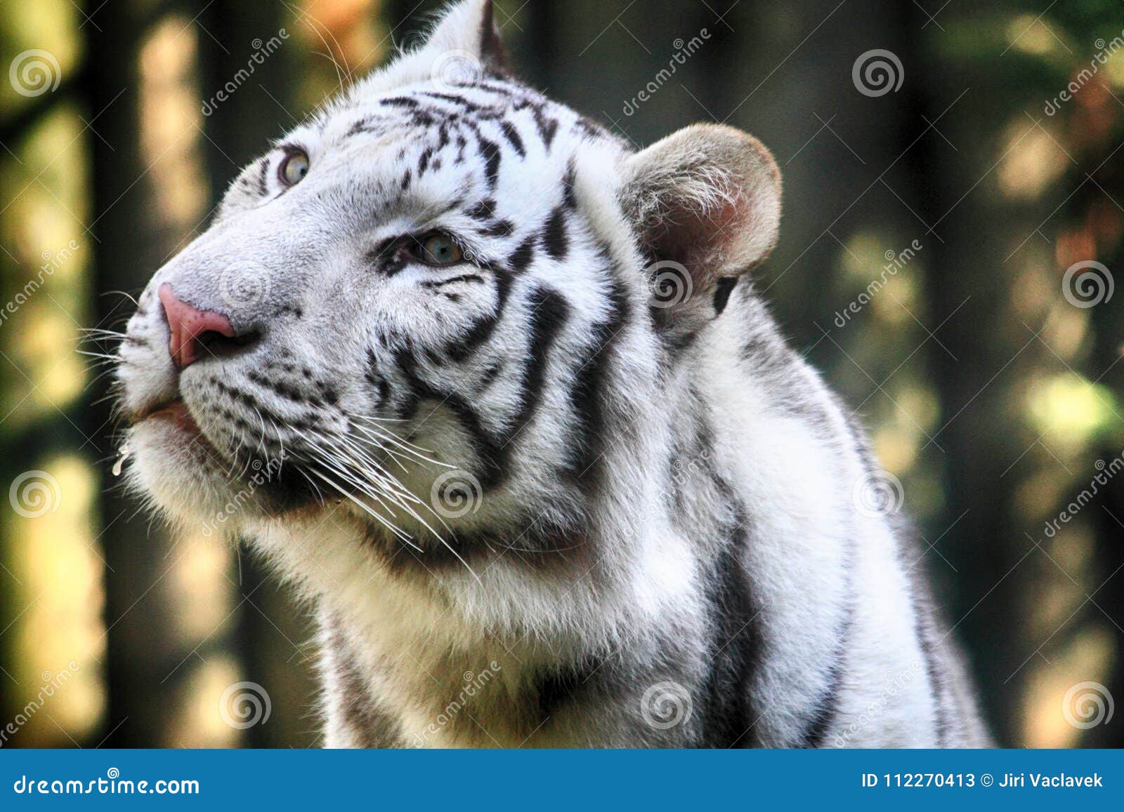 Pantera Blanca Stock Images - 45 Photos