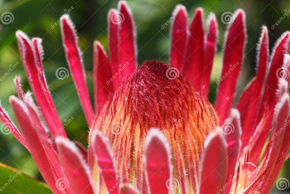 Pista De Flor De Rey Protea Foto de archivo - Imagen de decorativo ...