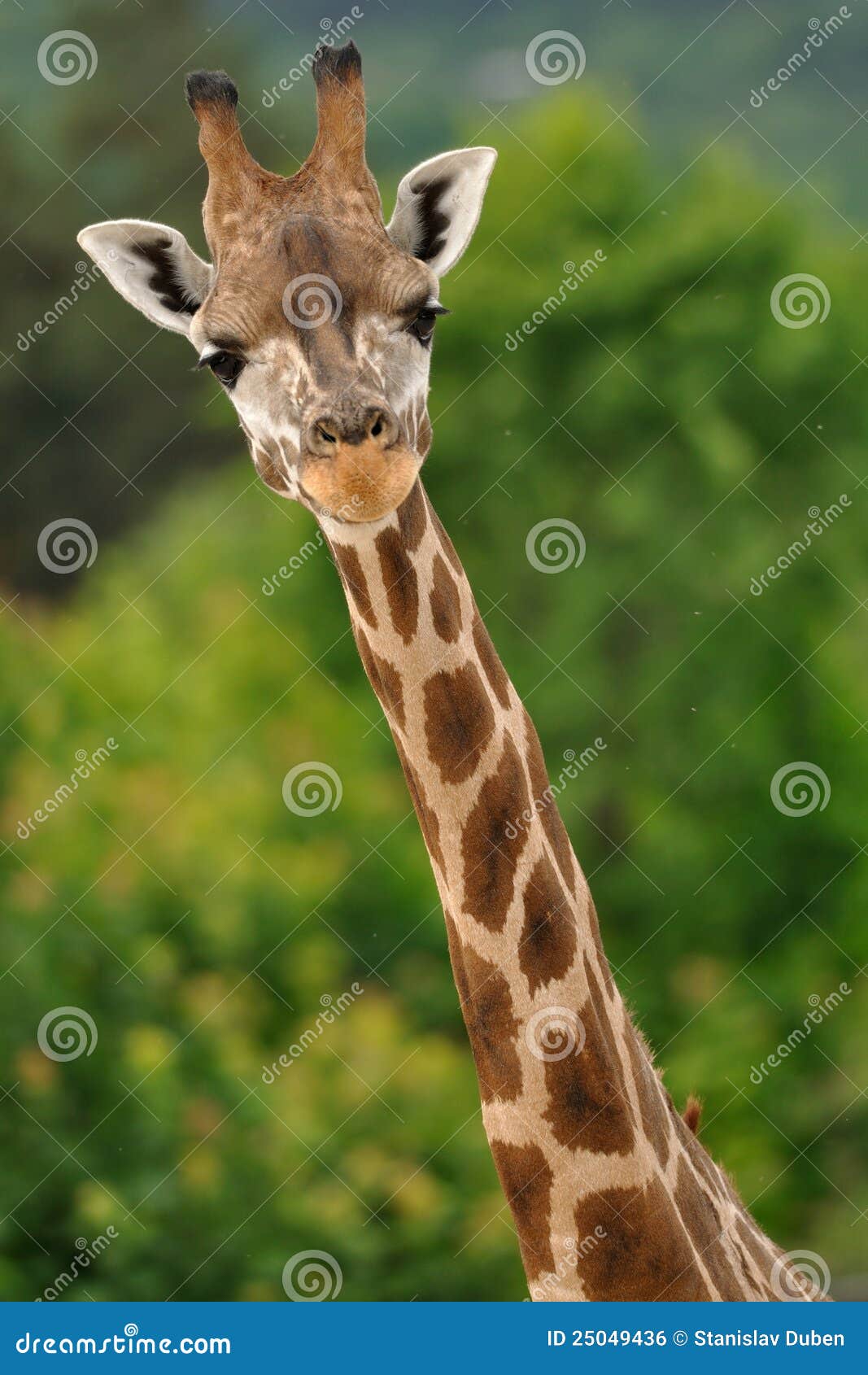 Pista De La Jirafa Con El Cuello Foto de archivo - Imagen de cubo ...