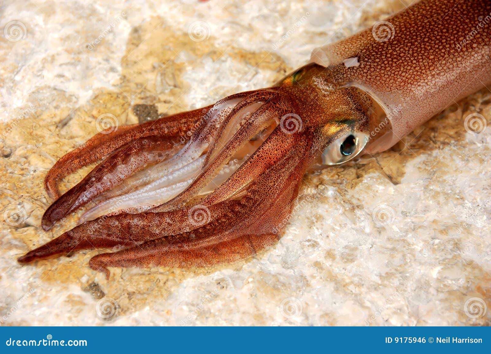 Pista de un calamar vivo foto de archivo. Imagen de coma - 9175946