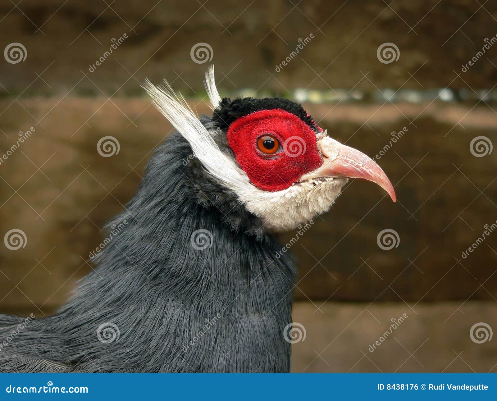 Pista De Un Espigado-Faisán Azul Foto de archivo - Imagen de coloreado ...