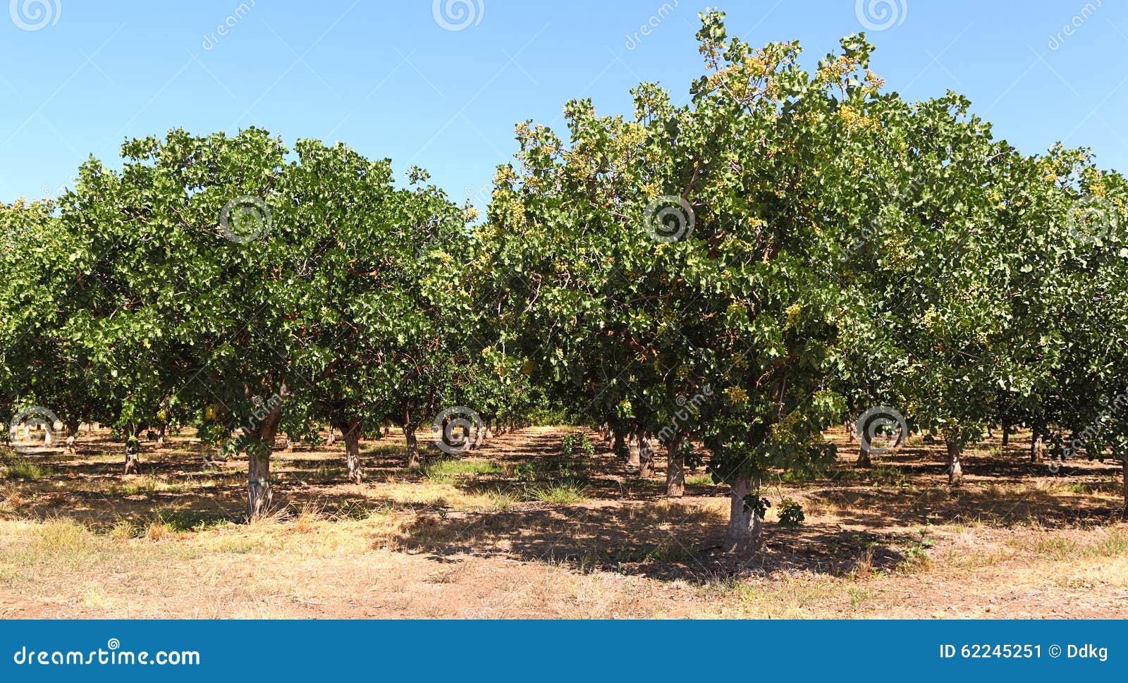Pistachebomen stock afbeelding. Image of geladen, opbrengst - 62245251