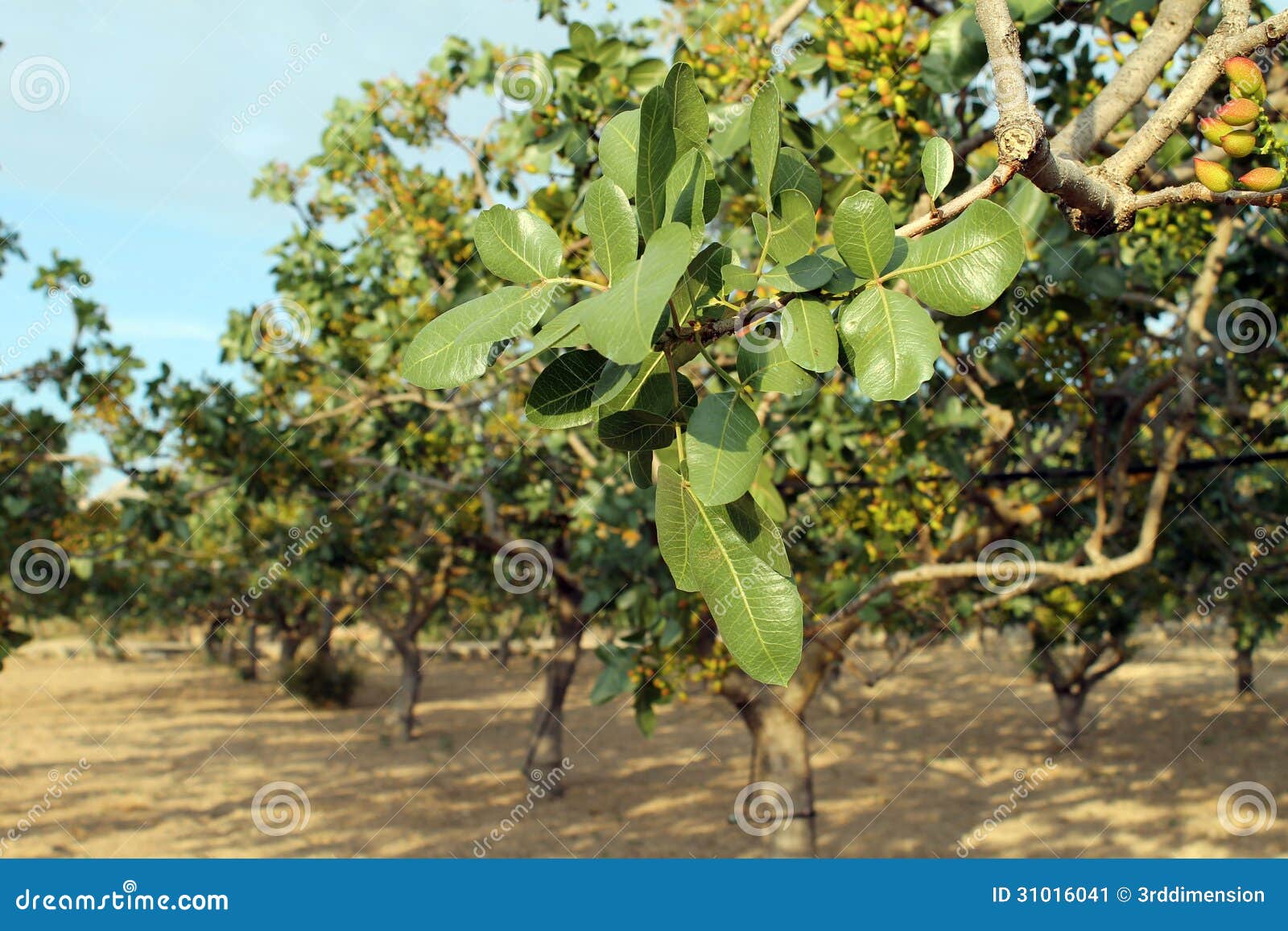 Pistacheboom stock afbeelding. Image of traditioneel - 31016041