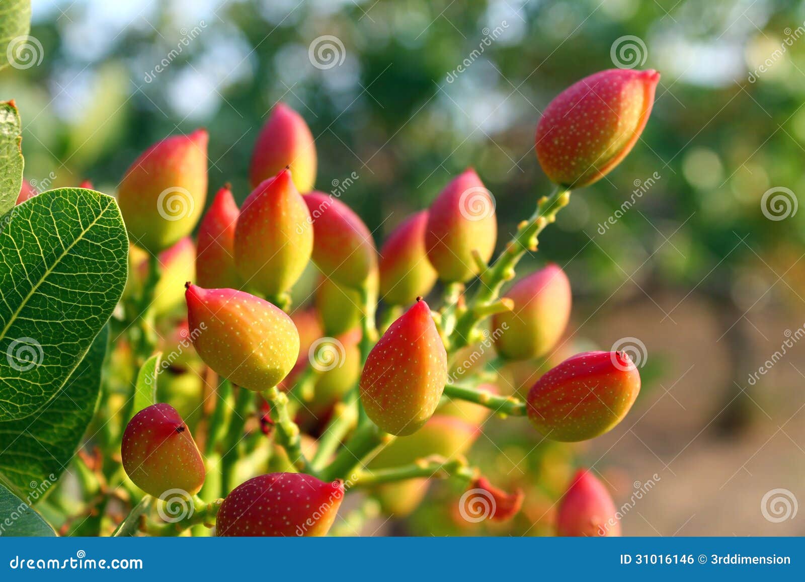 Pistacheboom stock foto. Image of vers, droog, aanplanting - 31016146