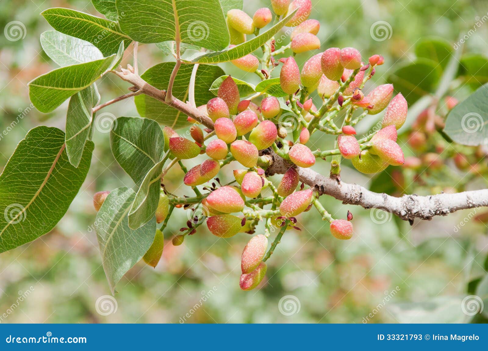 Pistacheboom stock afbeelding. Image of juli, noot, vers - 33321793