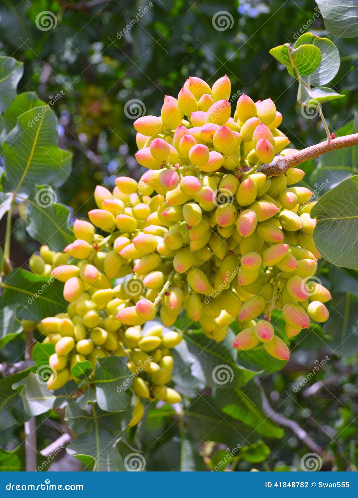 Pistacheboom stock foto. Image of voedsel, centraal, pistache - 41848782