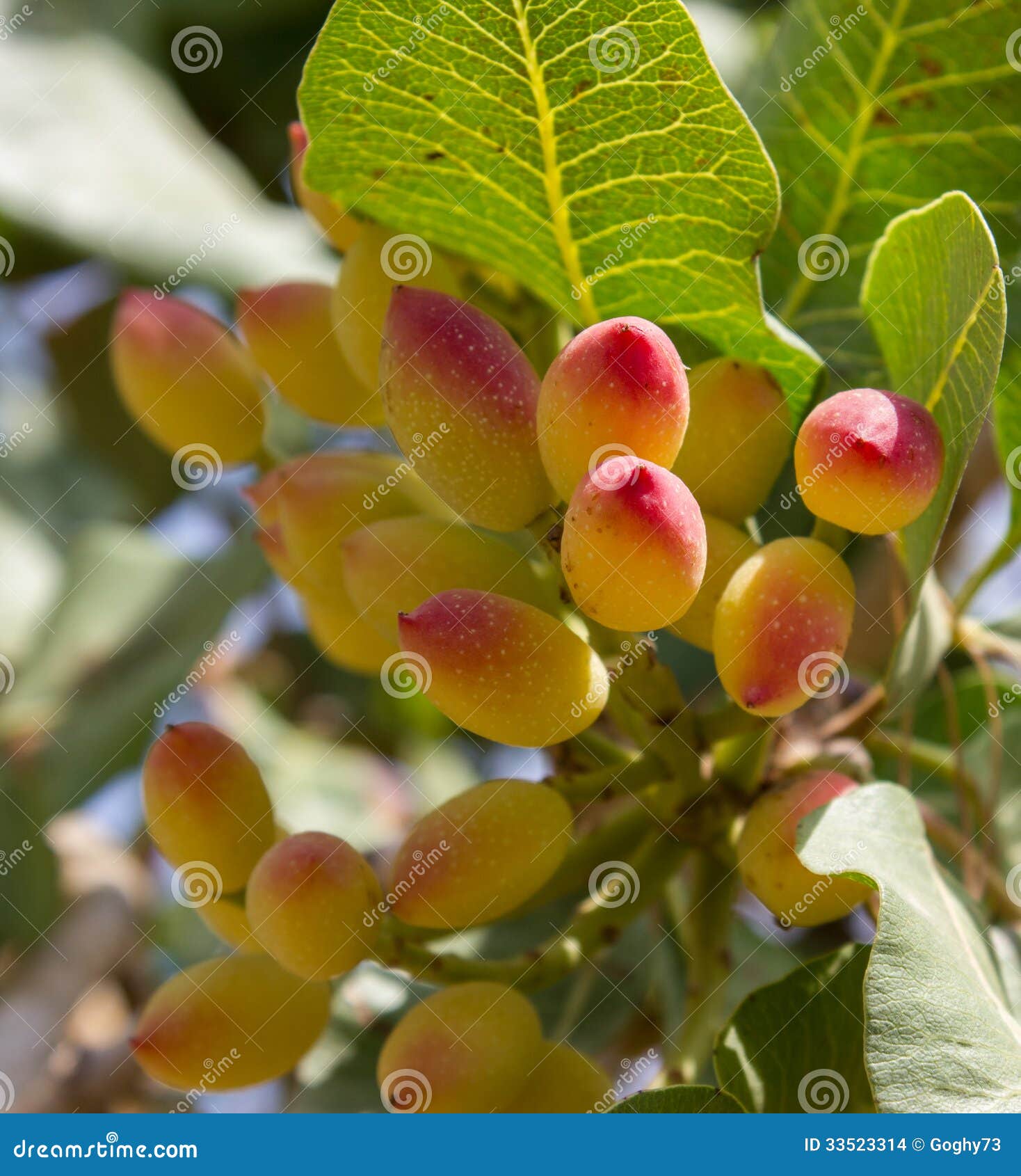 Pistacheinstallatie stock foto. Image of voeding, macro - 33523314