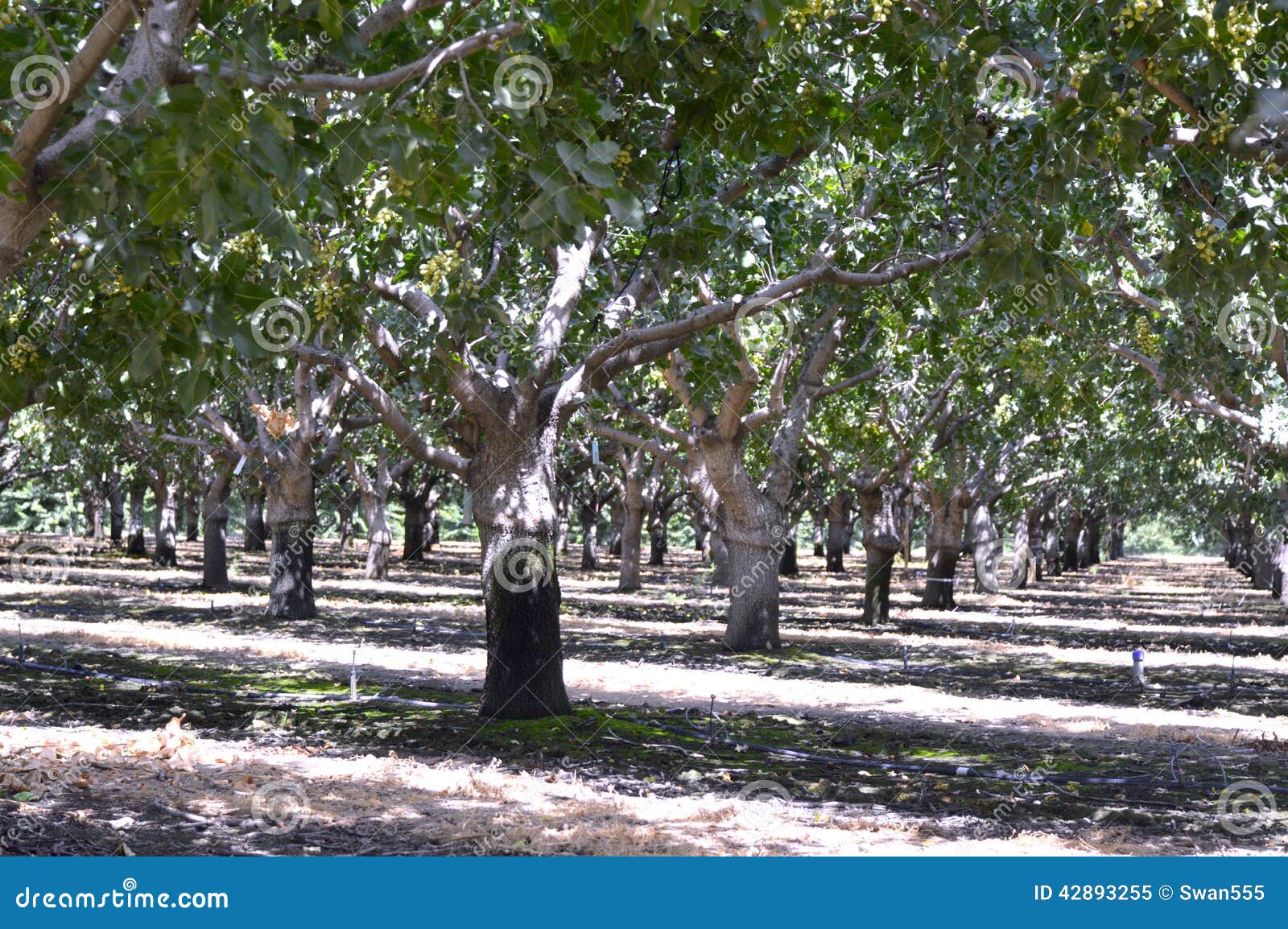 Pistachio tree. stock image. Image of horizontal, agriculture - 42893255