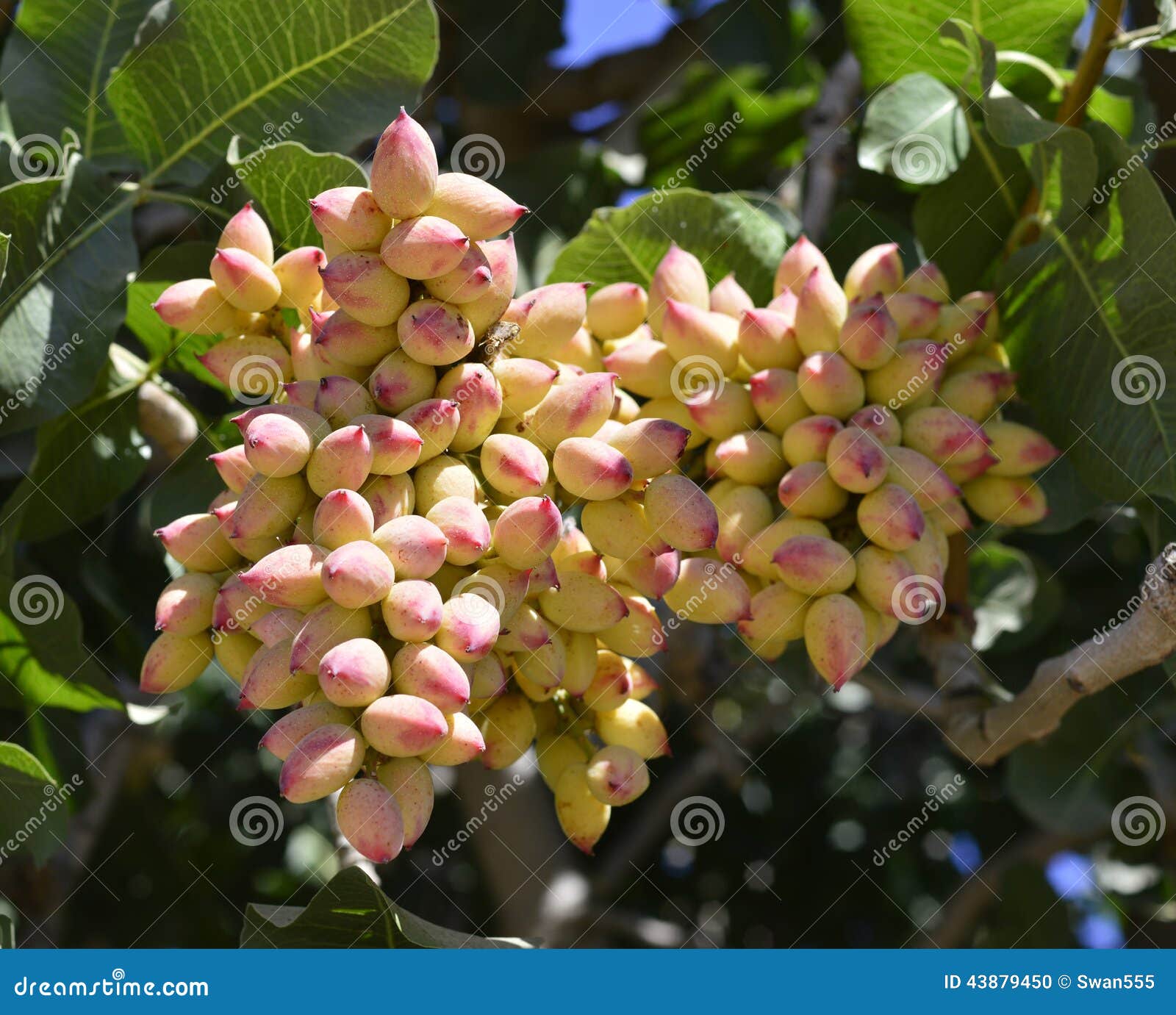 Pistachio tree. stock photo. Image of healthy, branches - 43879450